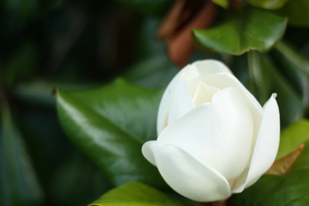 MAGNOLIA INSPIRATION – My Old Country House