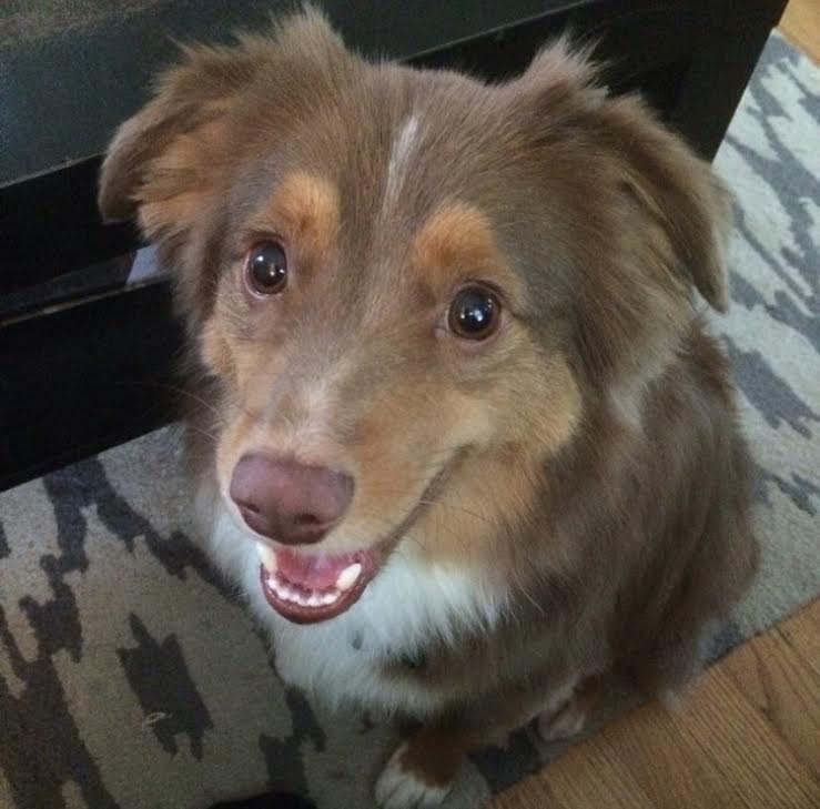 DAY 18 – DOG – A DAY – MEET “FOSTER” – My Old Country House